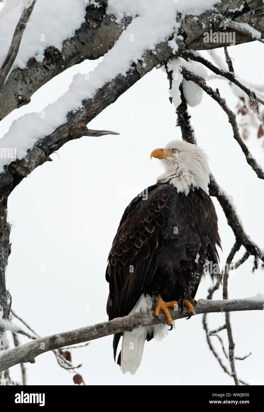 Portrait of an eagle of a dead tree sitting on a branch.Haliaeetus ...