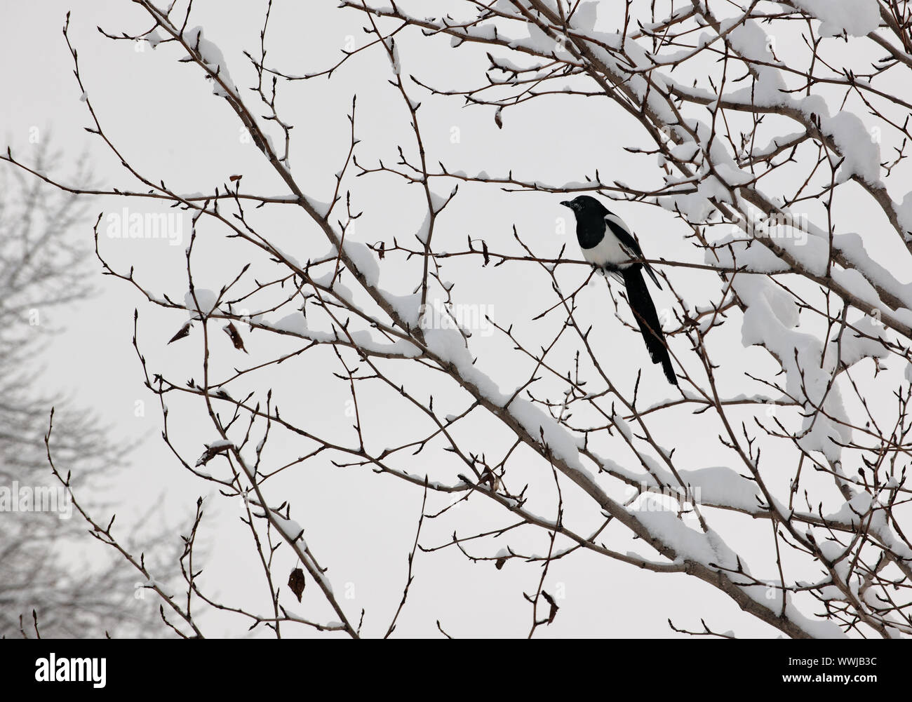 Black billed magpie pica hudsonia hi-res stock photography and images ...