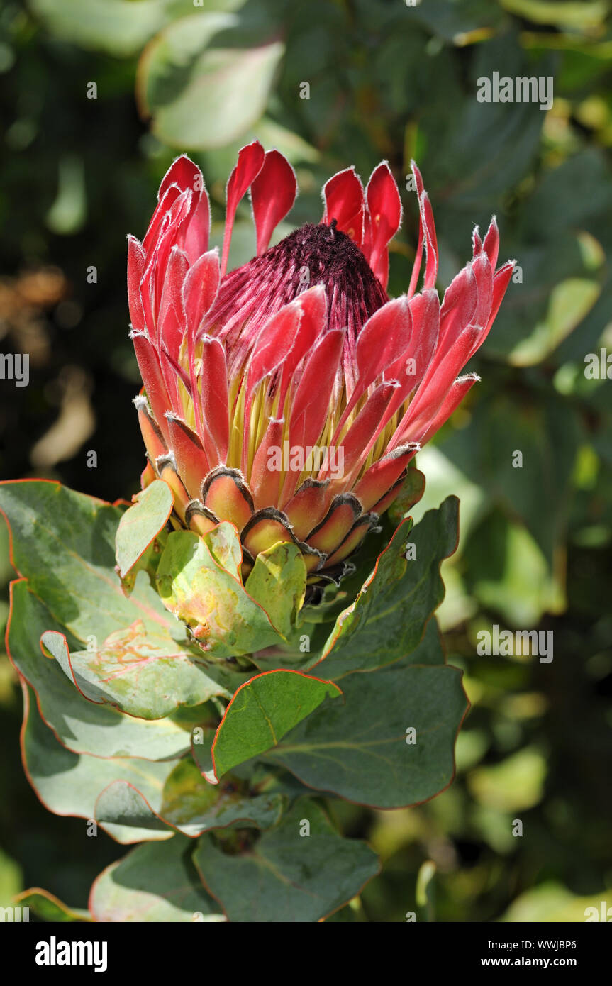 Protea blooms hi-res stock photography and images - Alamy