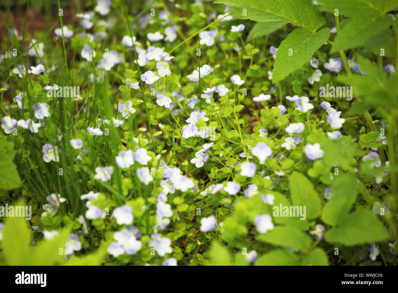 spring flowers in green grass Stock Photo - Alamy