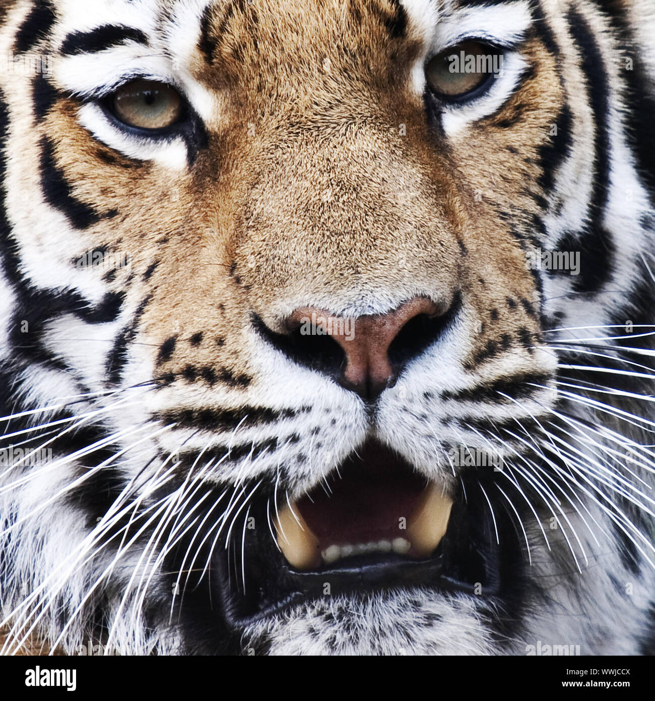 Neofelis tigris altaica hi-res stock photography and images - Alamy