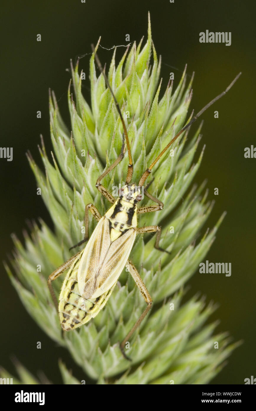 Meadow plant bugs hi-res stock photography and images - Alamy