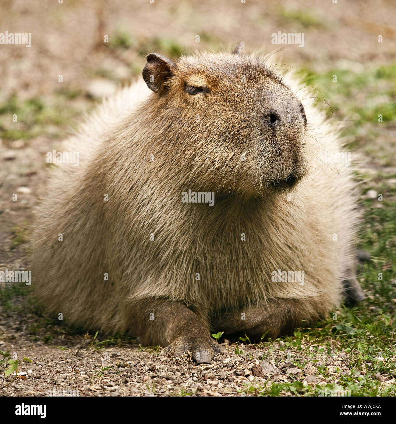 capibara (Hydrochoerus hydrochaeris Stock Photo - Alamy