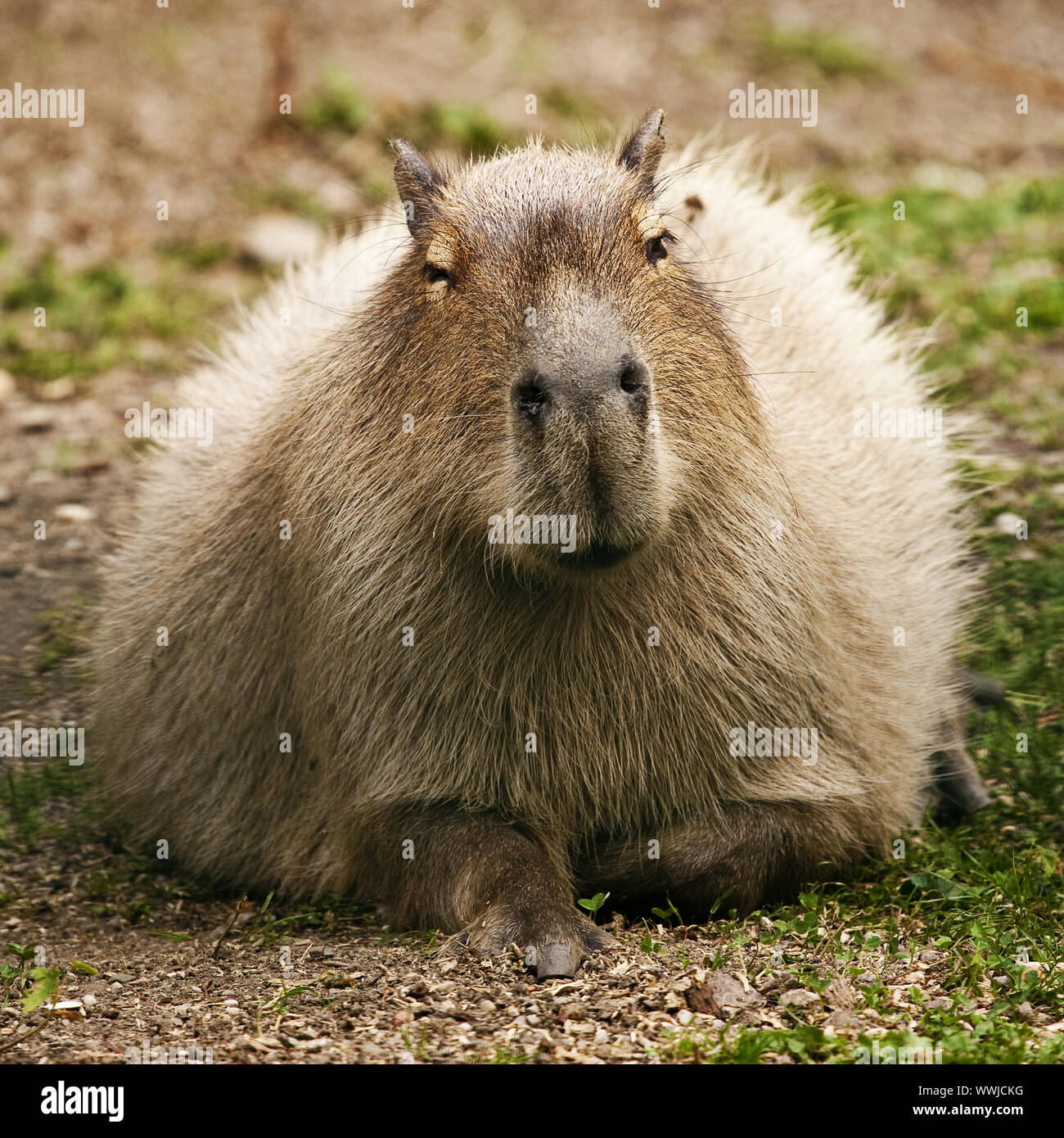 Capibara capybara hydrochoerus hydrochaeris hi-res stock photography ...