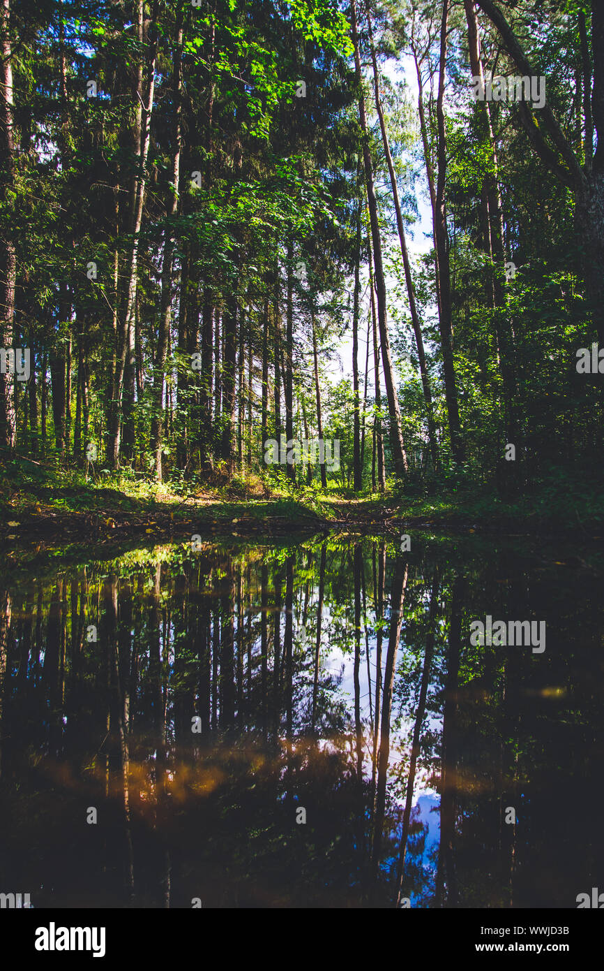 Reflection coniferous forest water hi-res stock photography and images ...