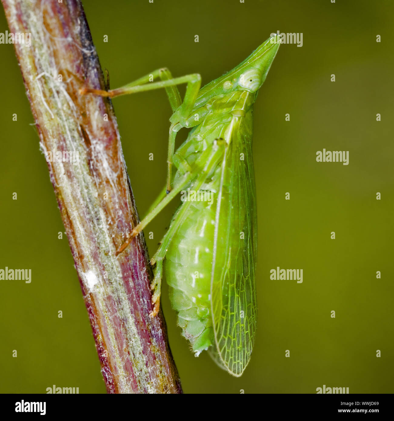 Dictyopharidae hi-res stock photography and images - Alamy