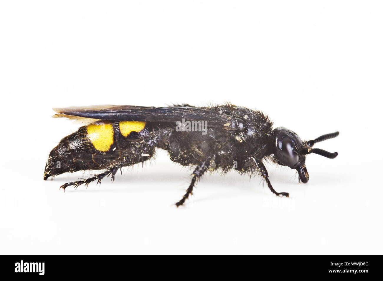 Scolia hi-res stock photography and images - Alamy