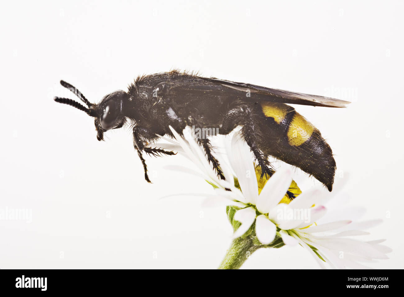 Scolia hirta hi-res stock photography and images - Alamy