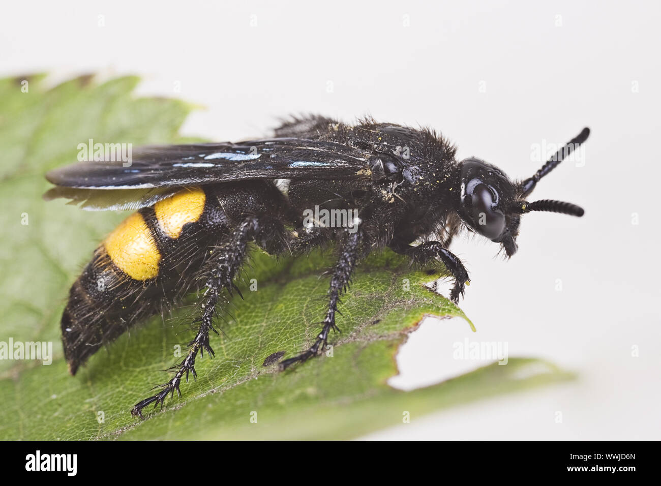 Scolia hi-res stock photography and images - Alamy