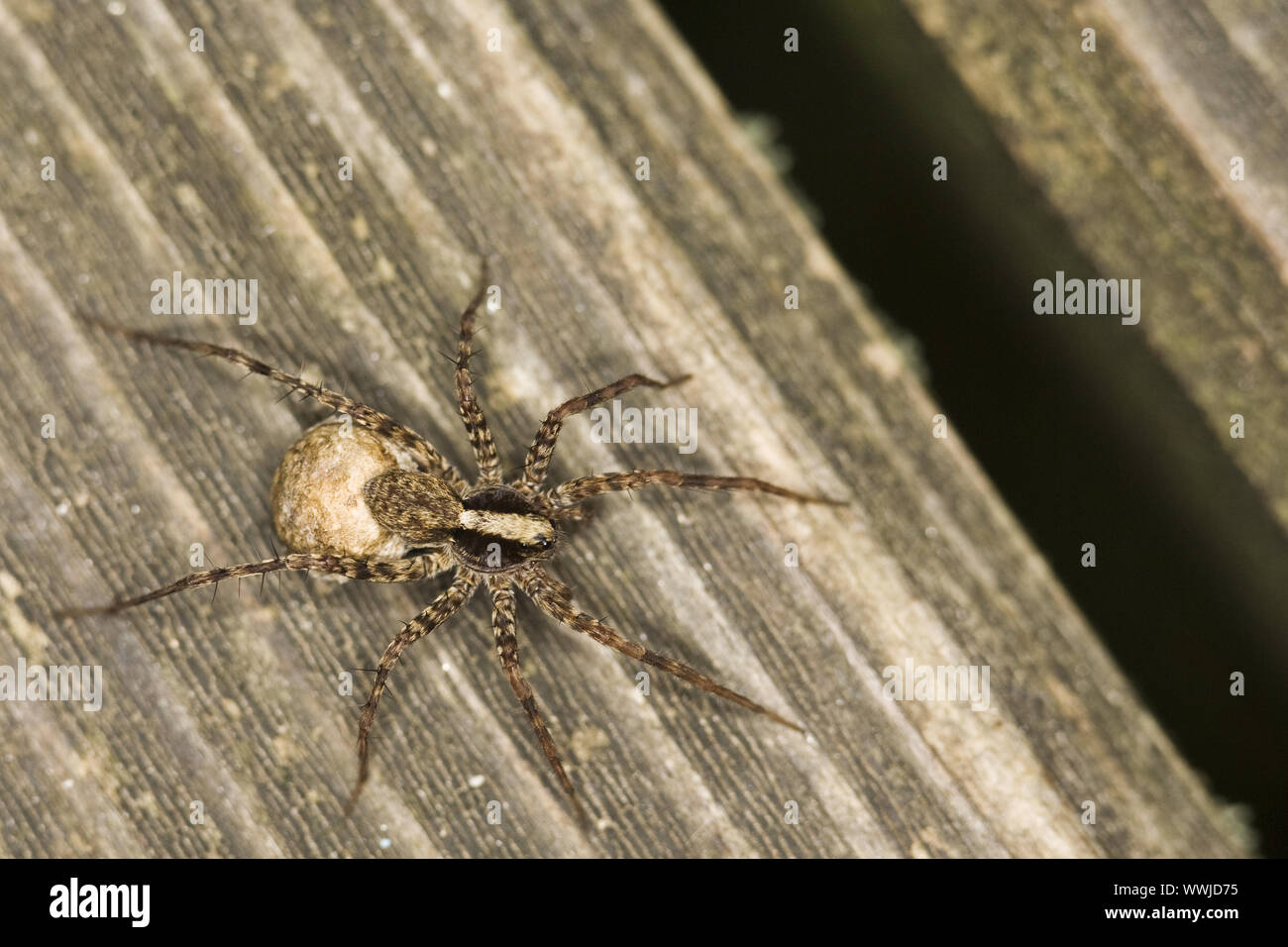 Wolf spiders hi-res stock photography and images - Alamy