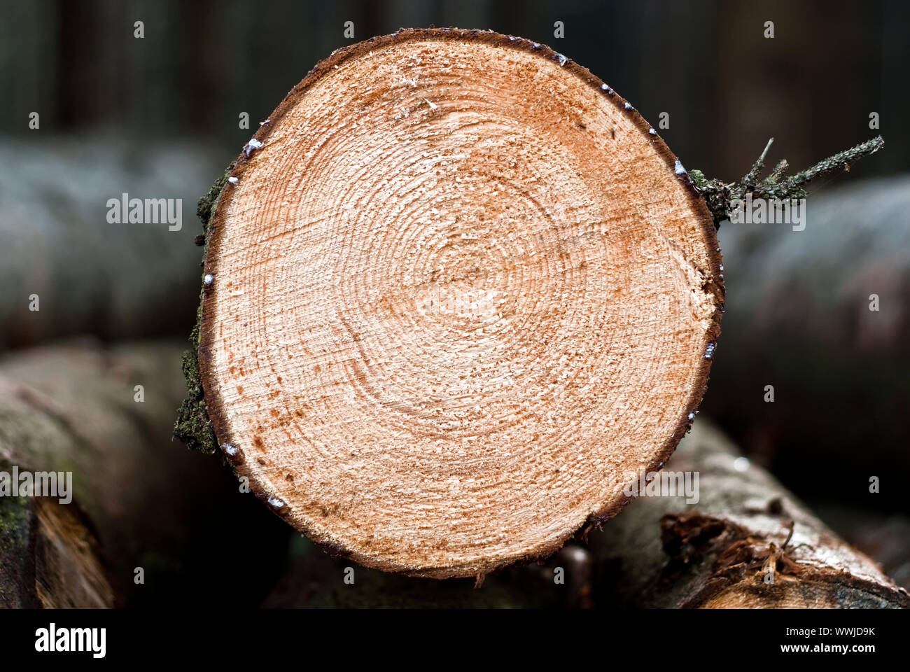 Sawn log hi-res stock photography and images - Alamy