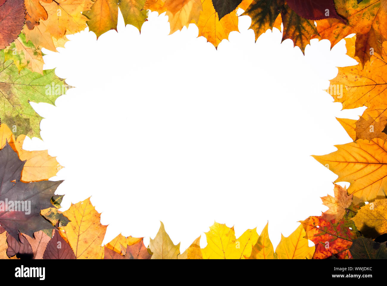 Autumn leaves with text space Stock Photo - Alamy