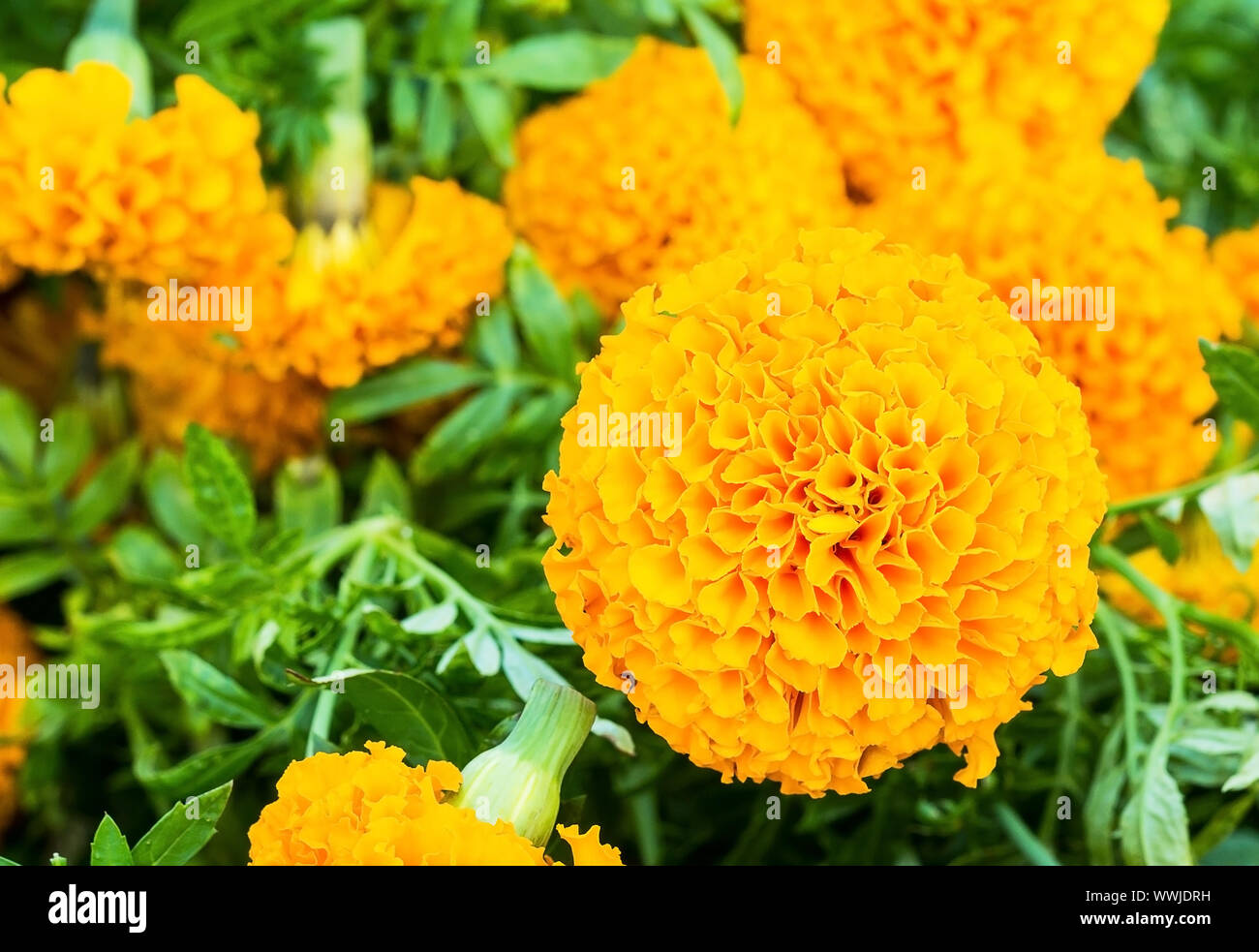 Group of beautiful marigold flower or Tagetes erecta, Aztec marigold ...