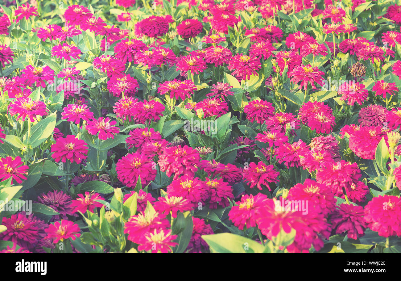 Soft light zinnia flower field background, vintage and retro style ...
