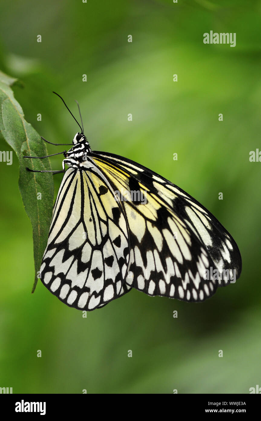 White tree nymphe hi-res stock photography and images - Alamy