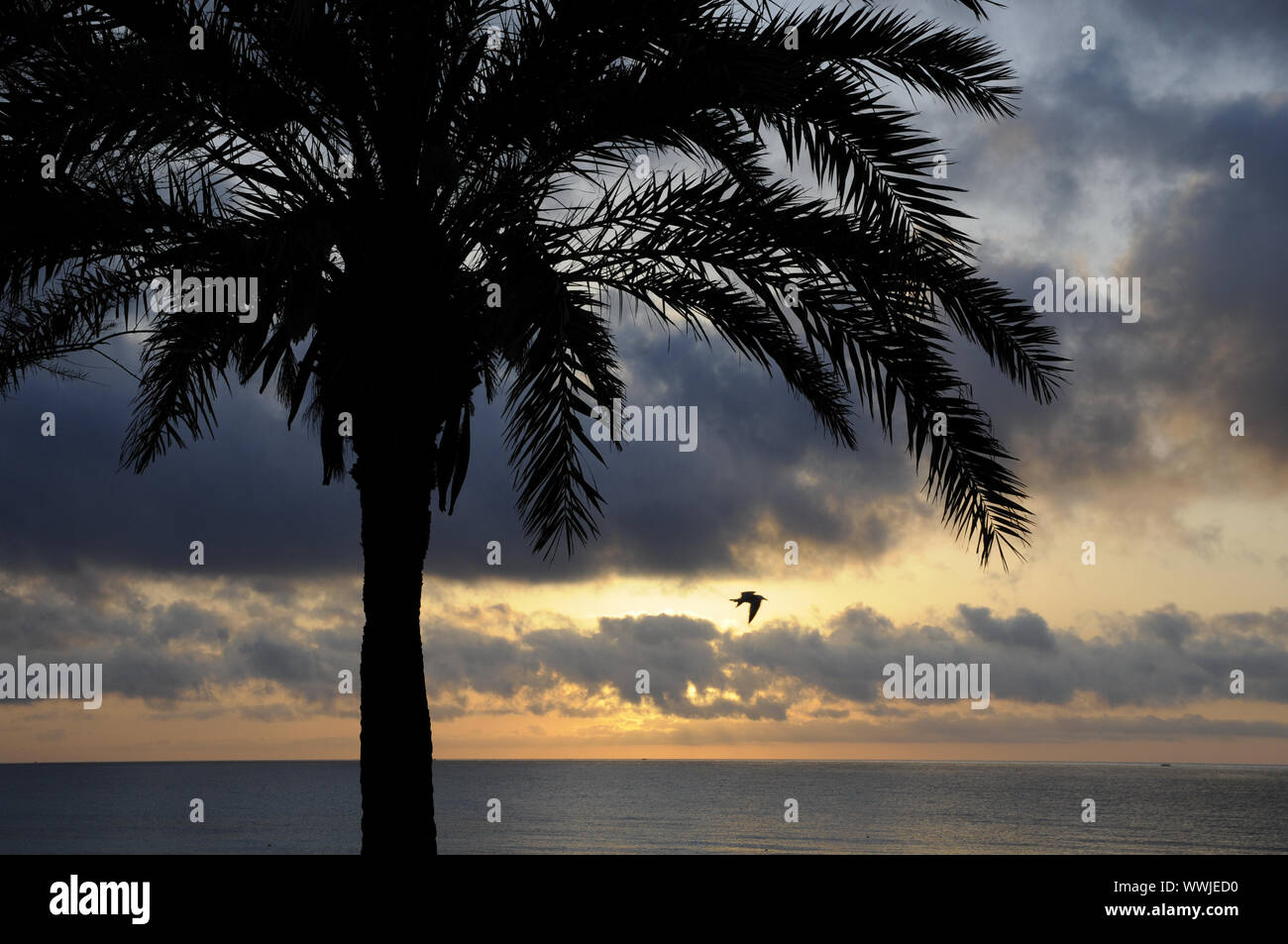 Palm tree with morning sky Stock Photo - Alamy