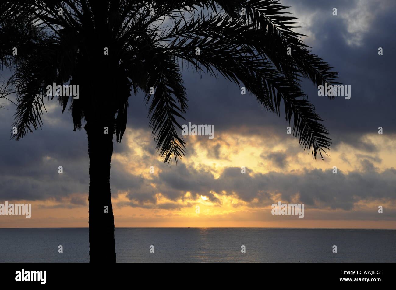 Palm tree with morning sky Stock Photo - Alamy