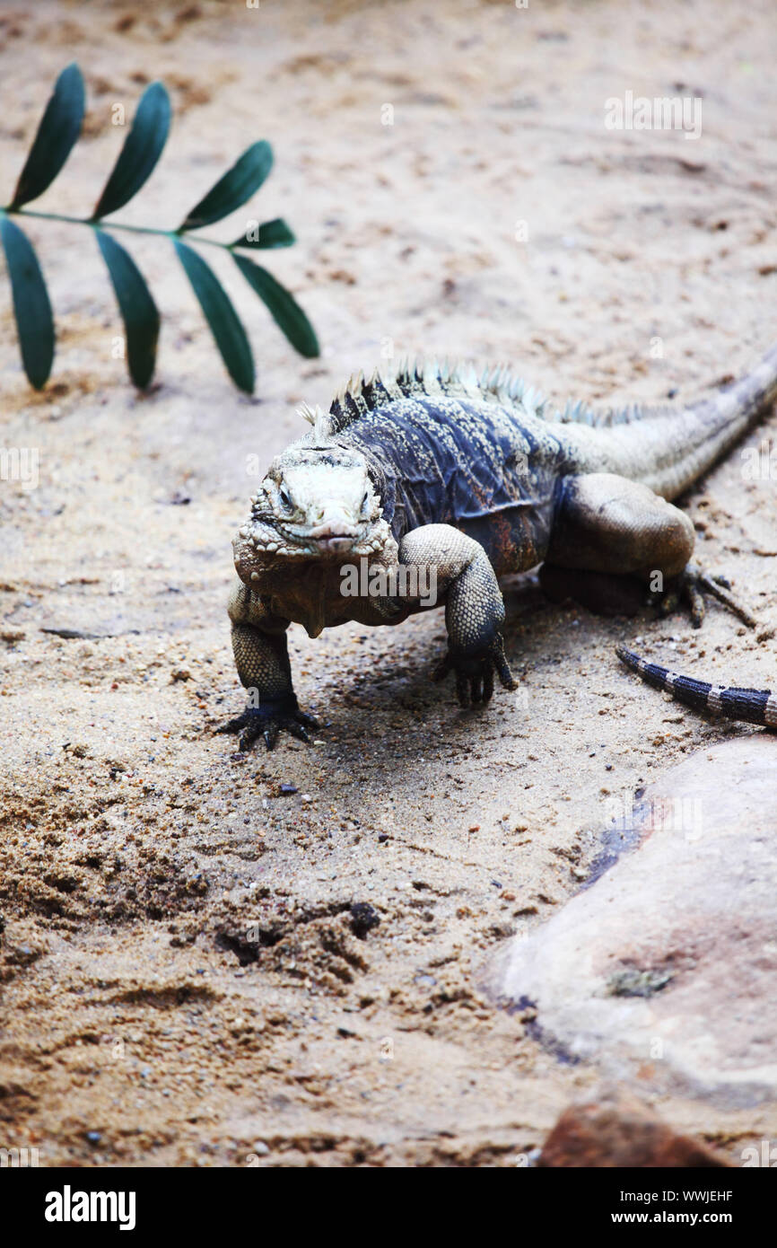 close up lizard in zoo Stock Photo - Alamy