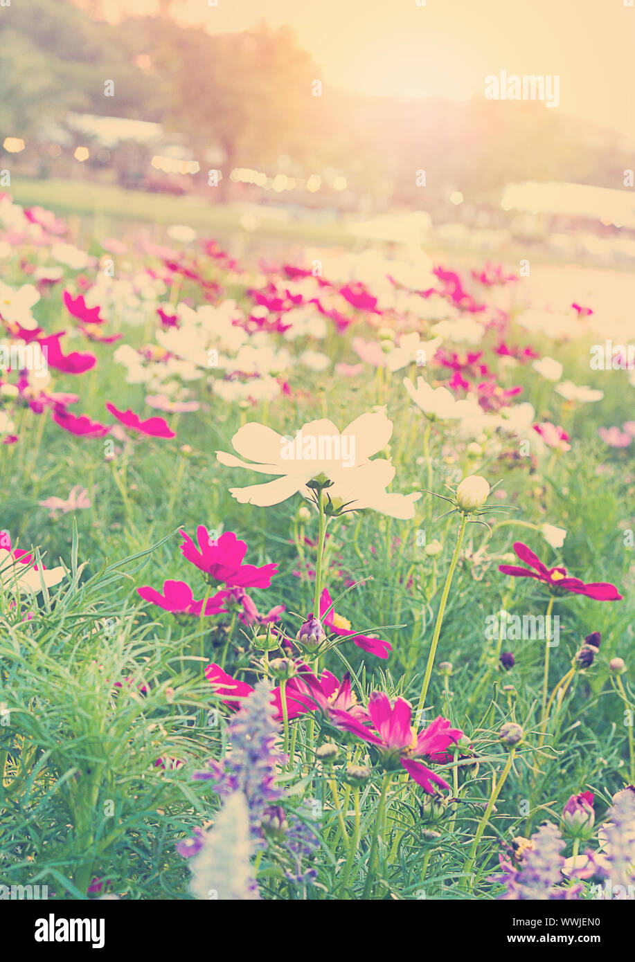 Field Of Flowers Vintage Photography