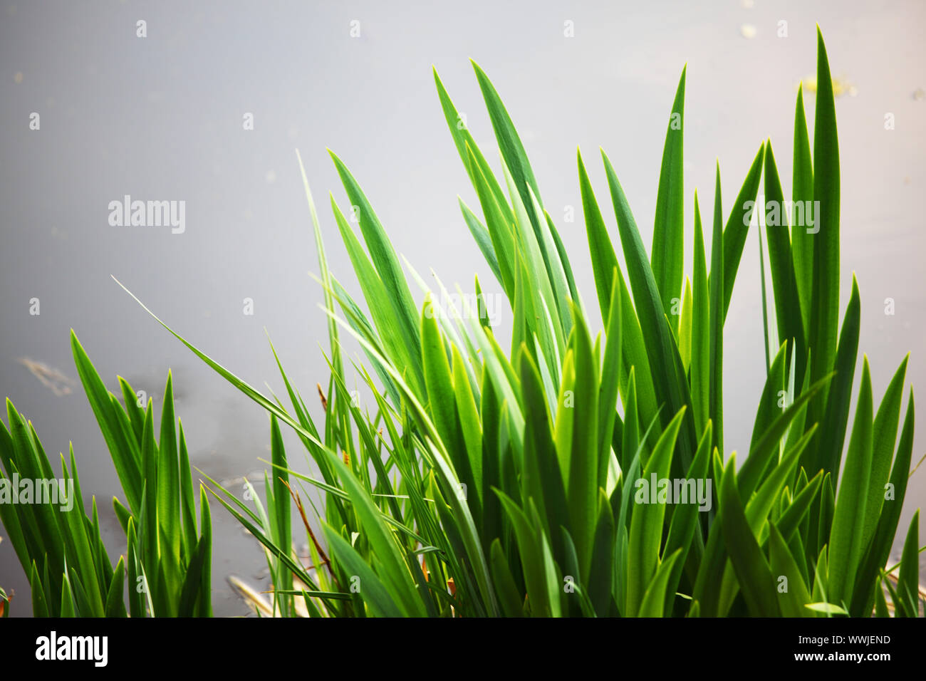grass on water background Stock Photo - Alamy