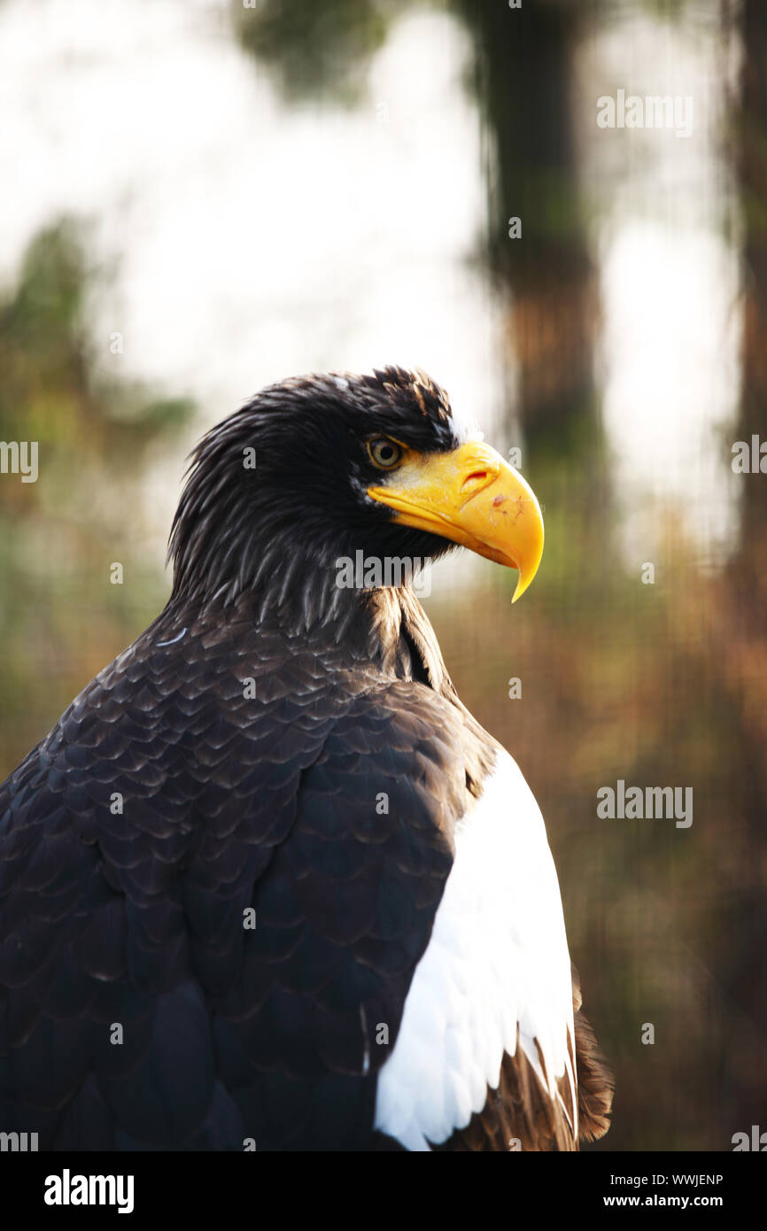eagle close up portrait Stock Photo - Alamy