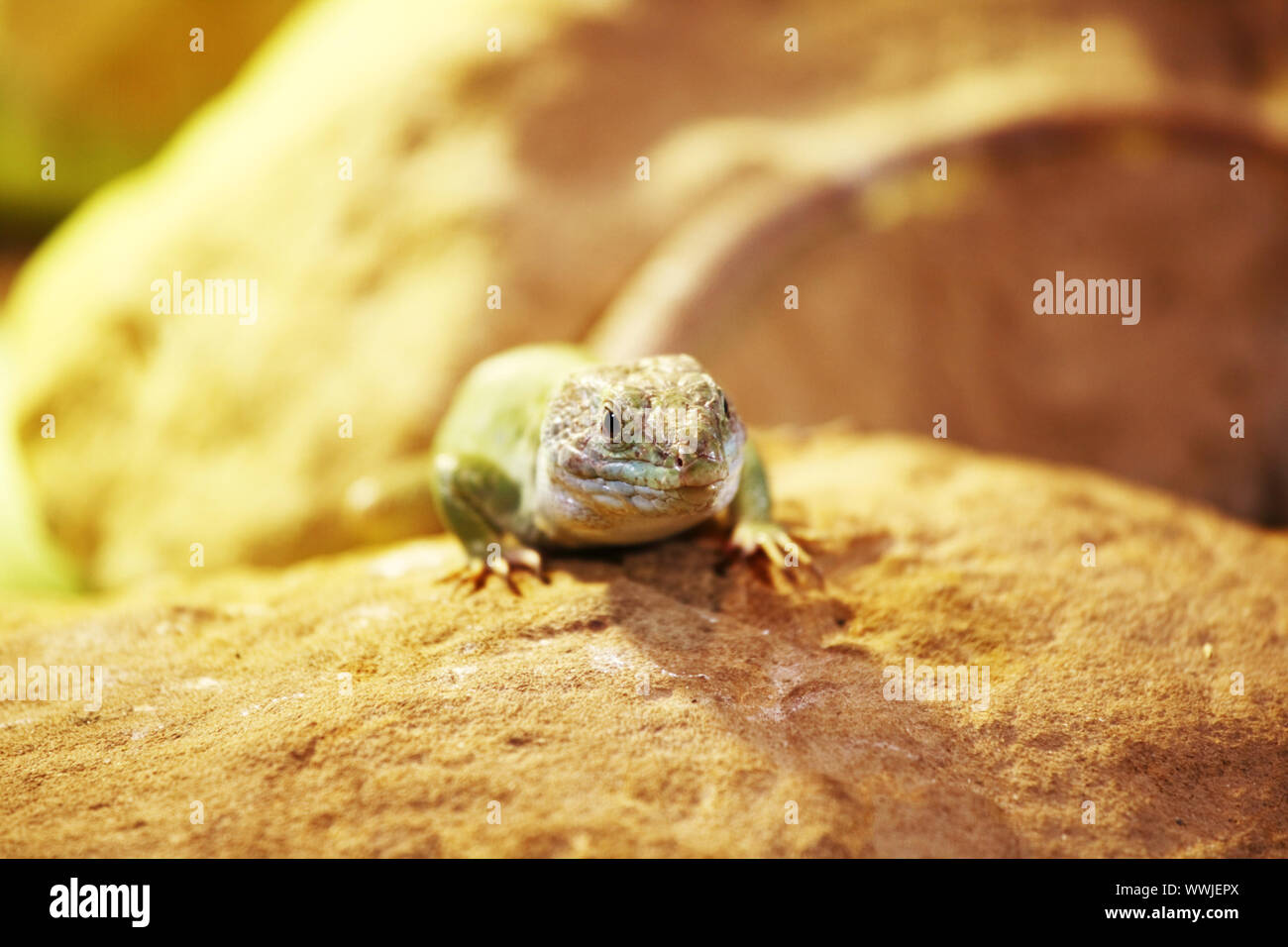 close up lizard in zoo Stock Photo - Alamy
