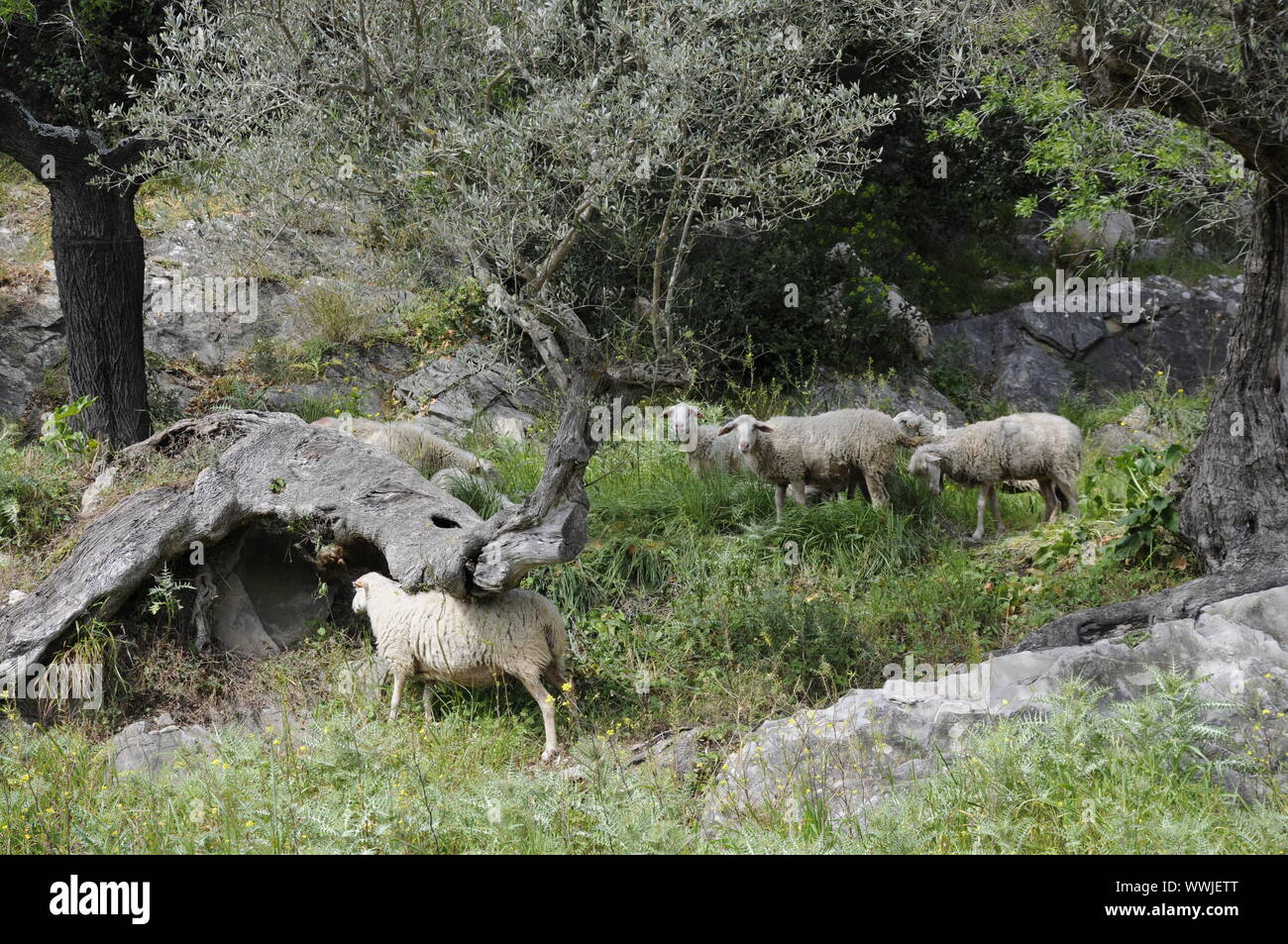 Sheep under olive trees Stock Photo - Alamy