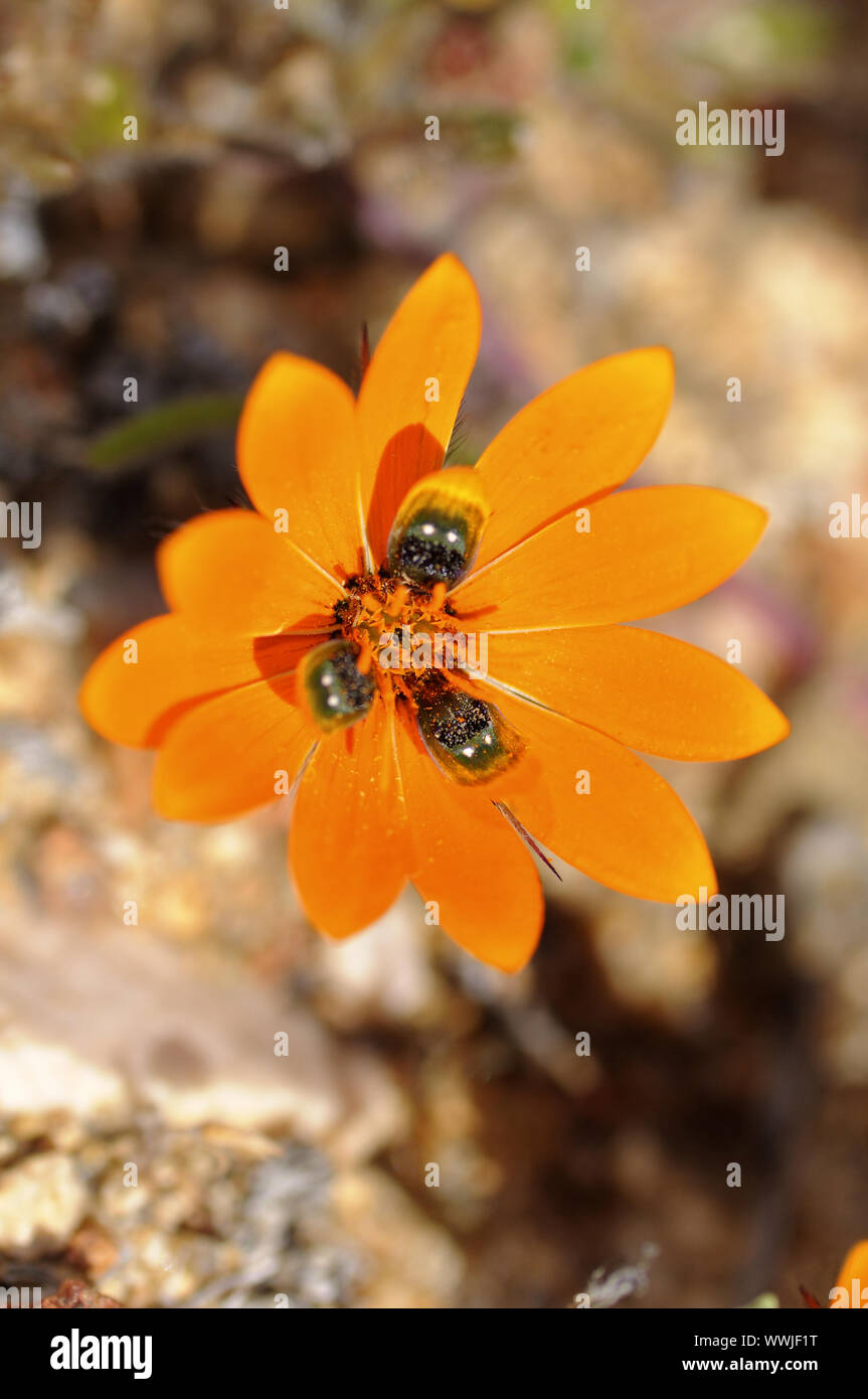 Gorteria diffusa diffusa hi-res stock photography and images - Alamy