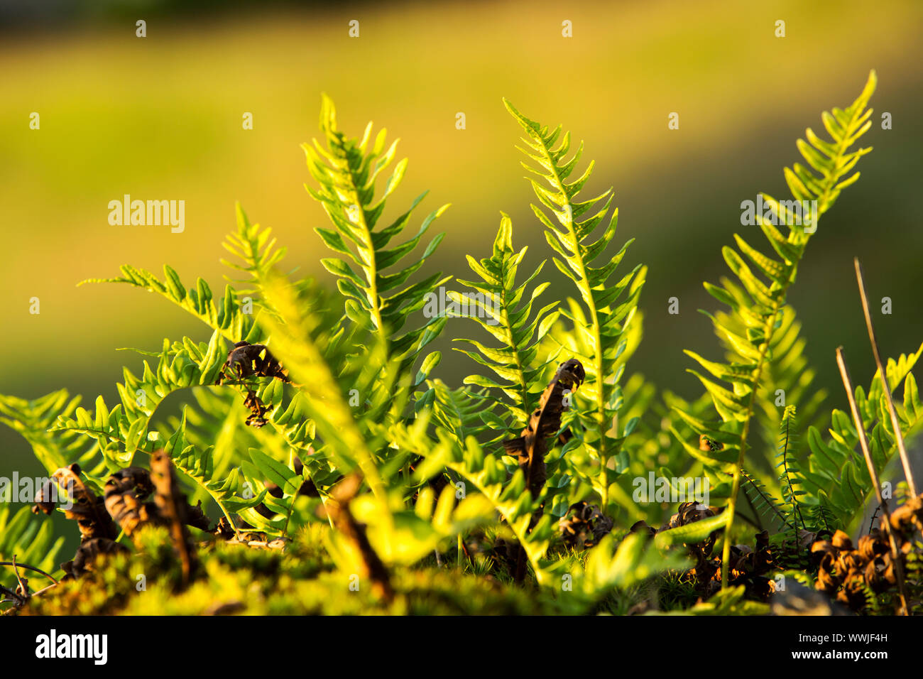 Western Polypody, Polypodium interjectum growing on a wall in Ambleside ...