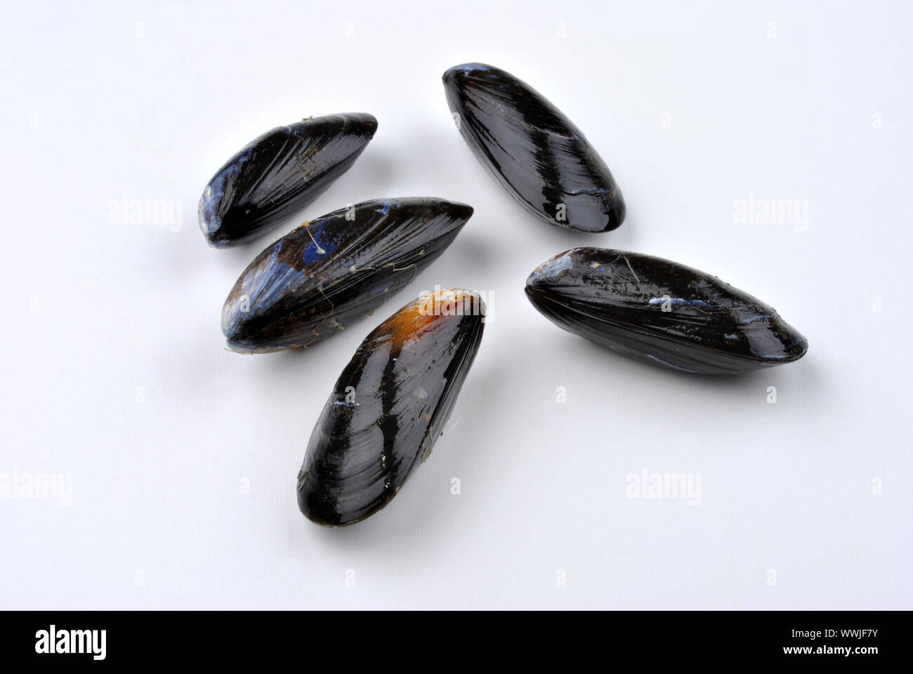 fresh and closed organic mussel on white background Stock Photo - Alamy