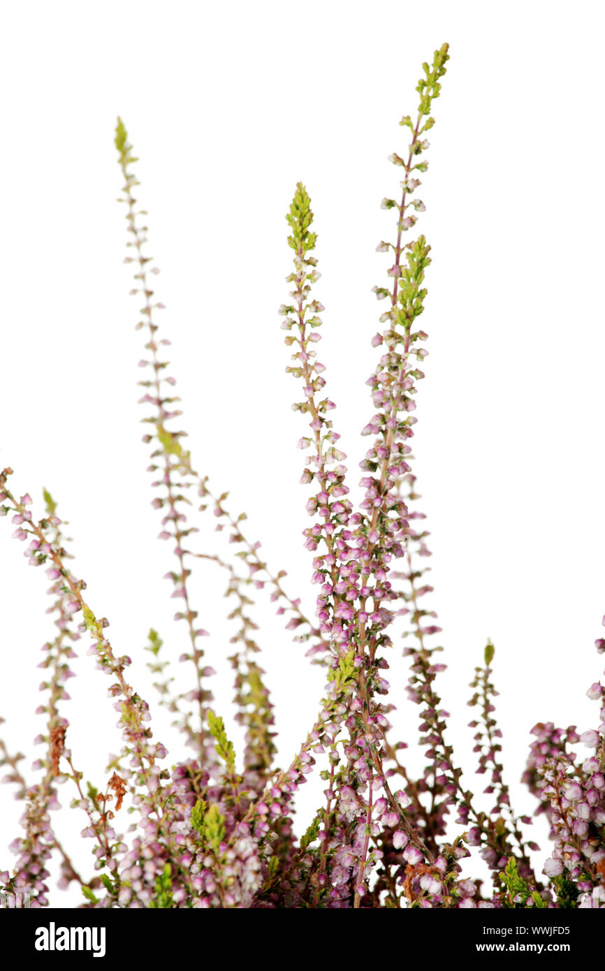 Heather with flowers isolated on white background Stock Photo - Alamy