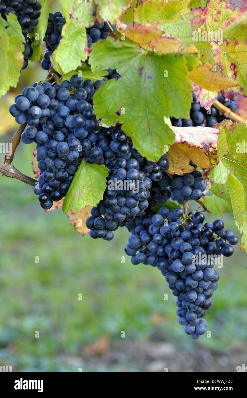 Blauer limberger hi-res stock photography and images - Alamy