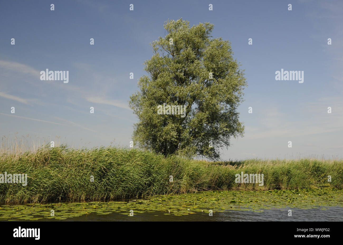 Tree on the Treene Stock Photo - Alamy