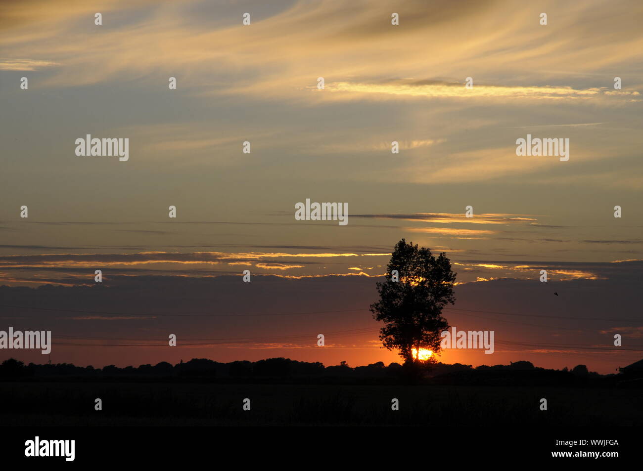 Tree with evening sky Stock Photo - Alamy