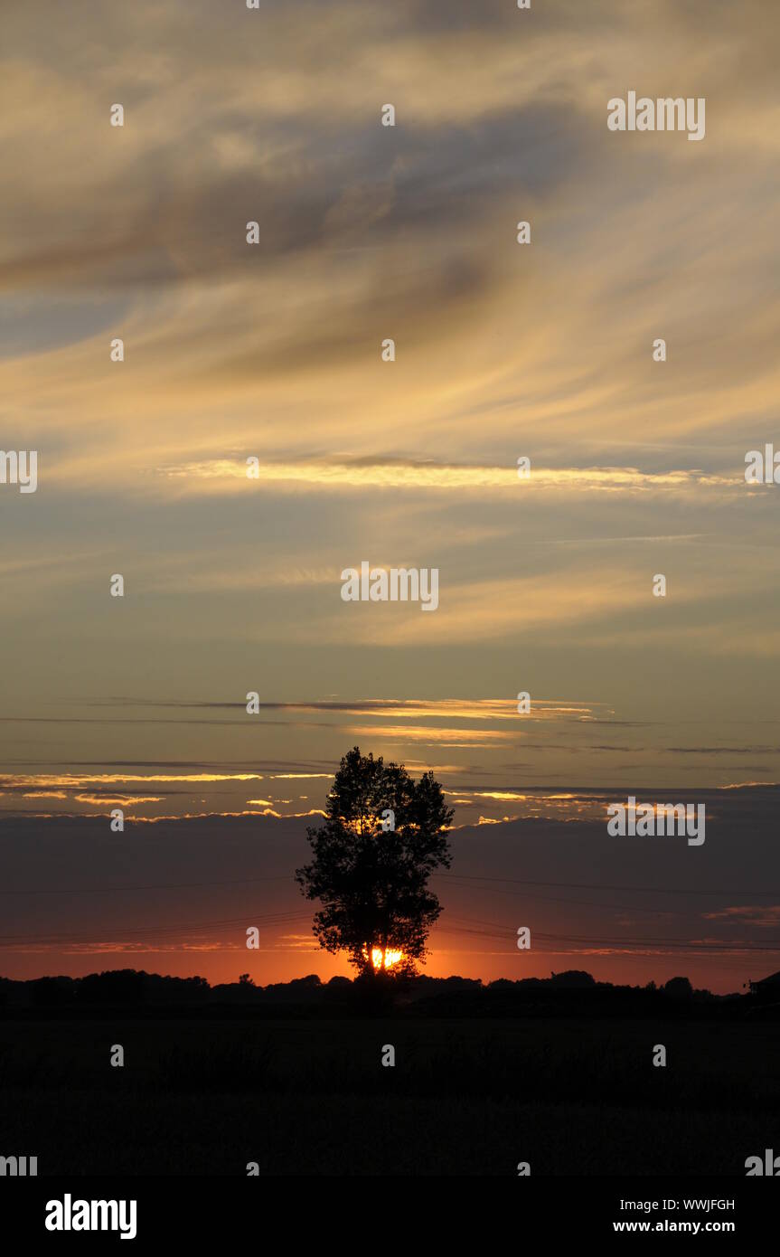 Tree with evening sky Stock Photo - Alamy