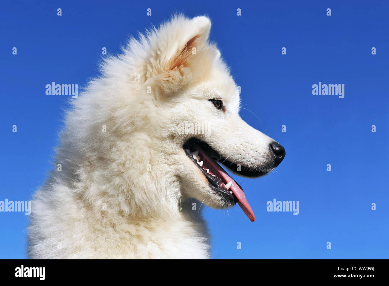 portrait of a cute purebred puppy samoyed dog Stock Photo - Alamy