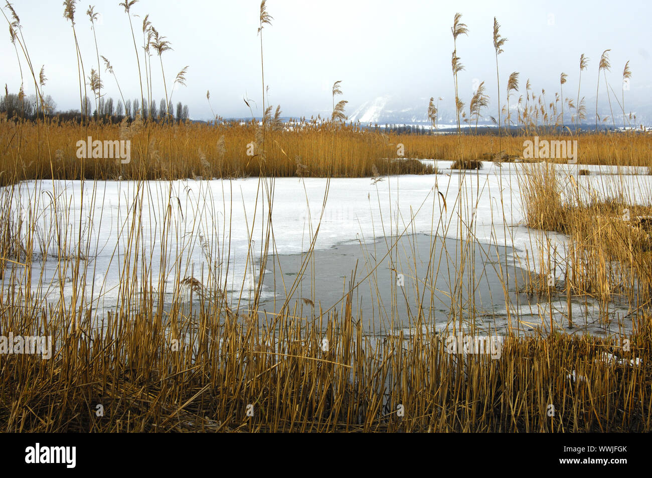 Reed belt in the shore zone of winterly Lake Neuchâtel near Yverdon-les ...