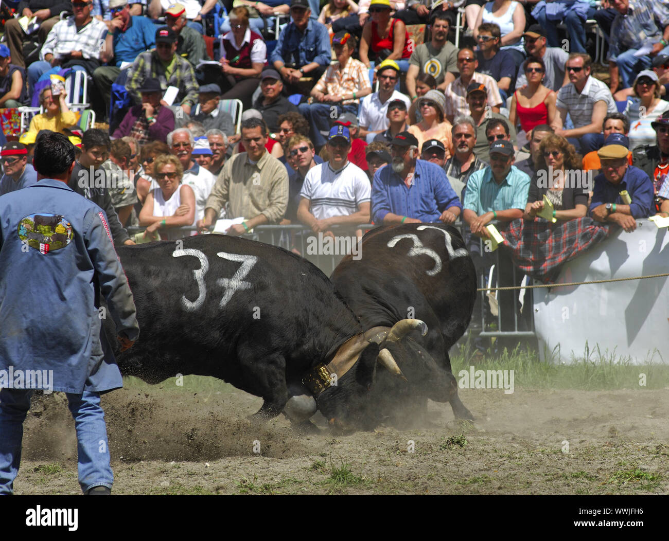 Rival Eringer fighting cows Stock Photo - Alamy