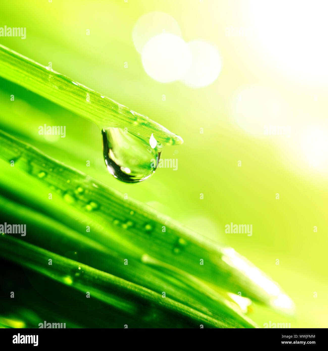water drop shine in sun light Stock Photo - Alamy