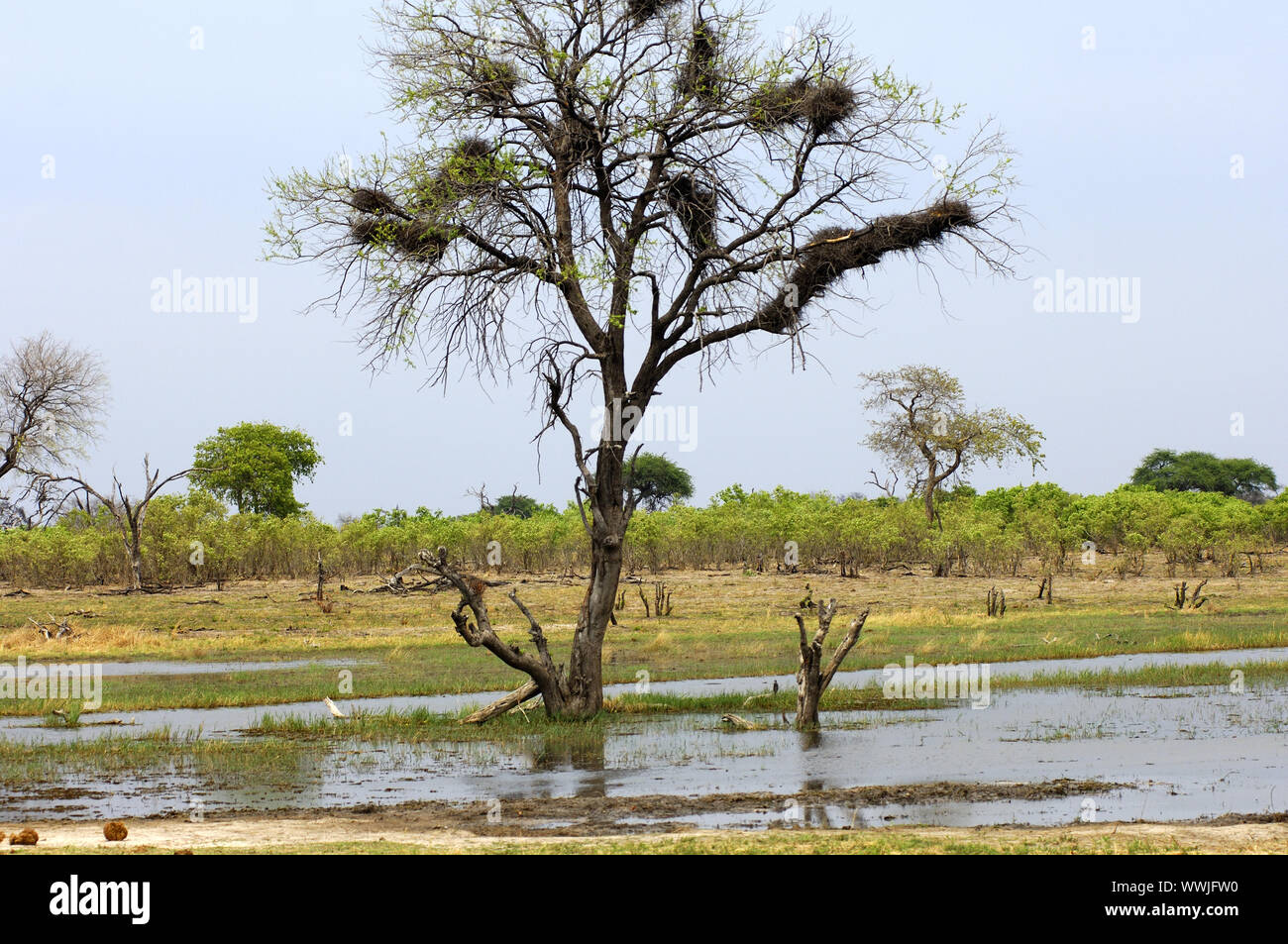 Tall Leadwood tree in a swamp in Moremi Park Stock Photo - Alamy