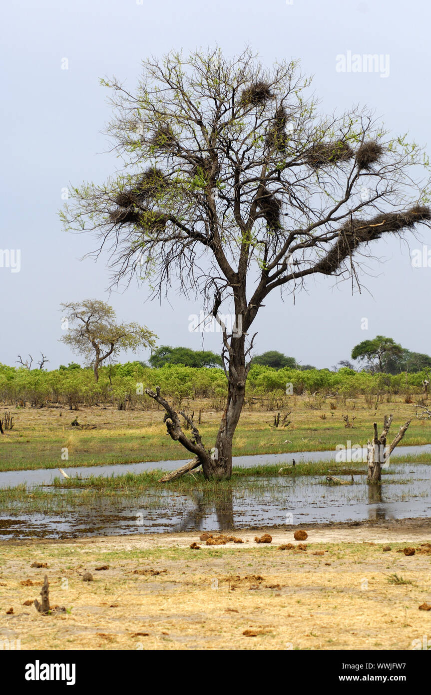 Tall Leadwood tree in a swamp in Moremi Park Stock Photo - Alamy