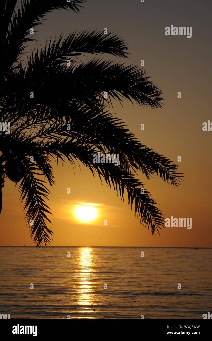 Palm tree with morning sun Stock Photo - Alamy