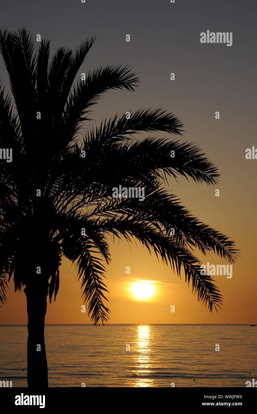 Palm tree with morning sun Stock Photo - Alamy