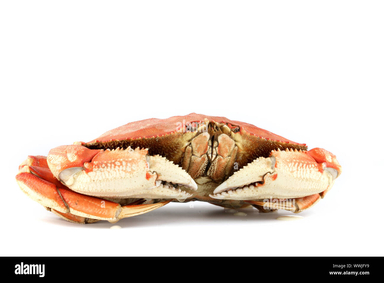 dungeness crab isolated on white Stock Photo - Alamy