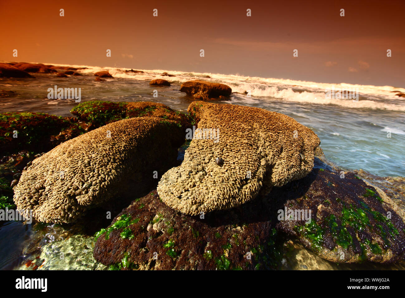 Reef stones an ocean water Stock Photo - Alamy