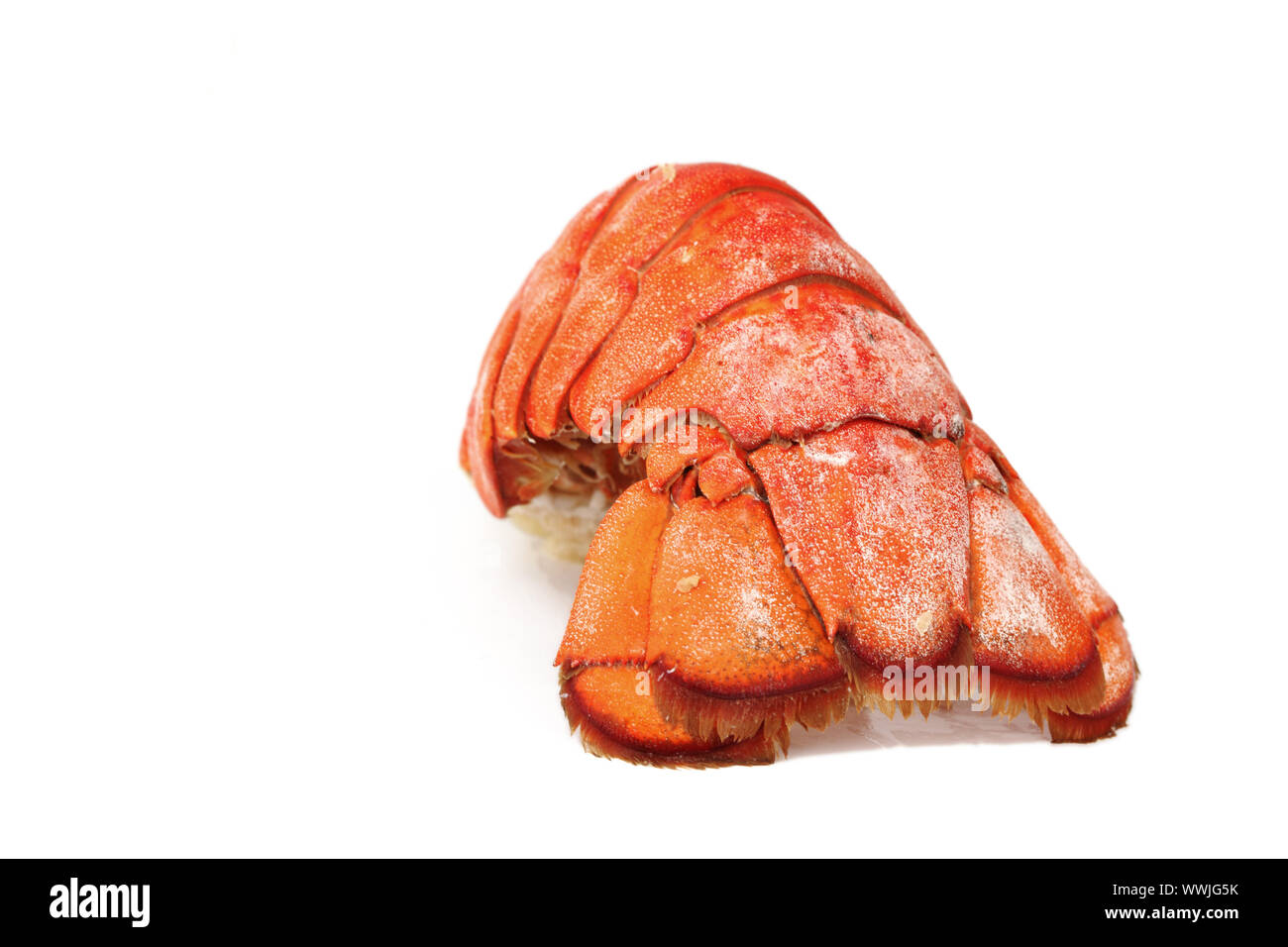Lobster back Cut Out Stock Images & Pictures - Alamy