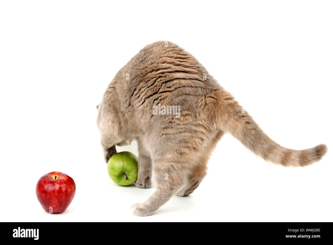 cat find apples isolated on white Stock Photo - Alamy