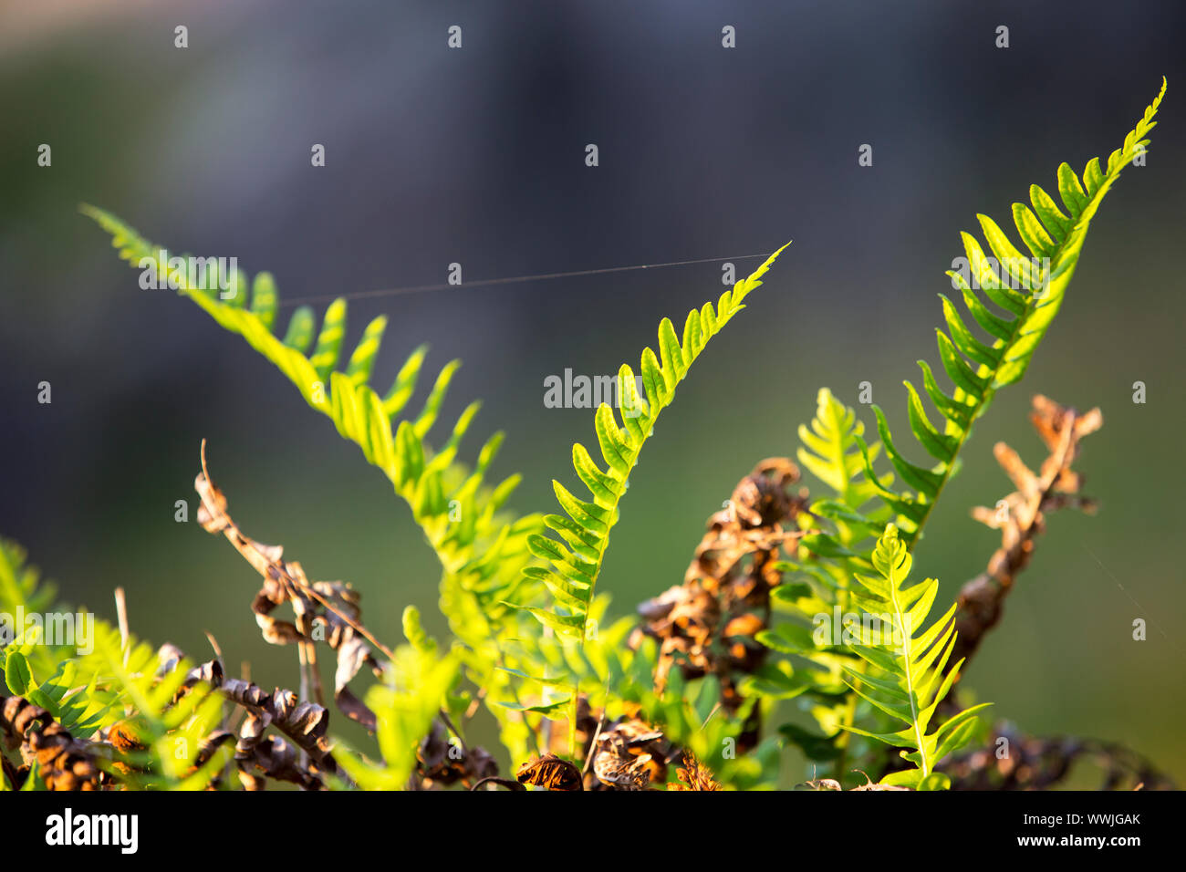 Western Polypody, Polypodium interjectum growing on a wall in Ambleside ...