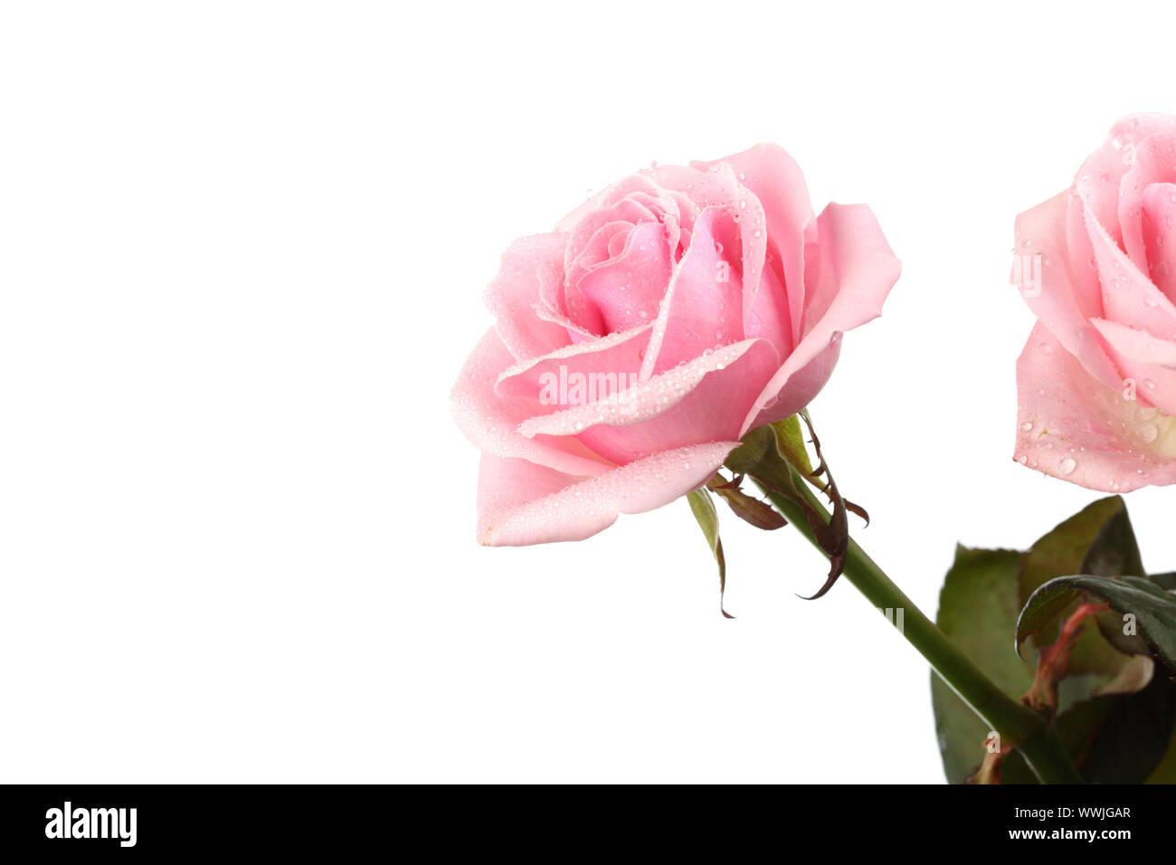 pink rose isolated on white background Stock Photo - Alamy
