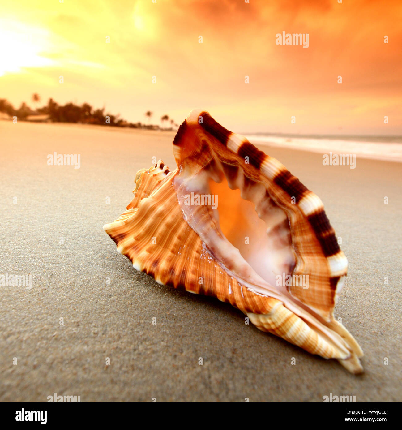 shell on sand under sunset sky Stock Photo - Alamy